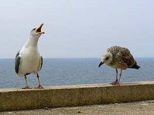 Möwen - Naturfotos und Informationen